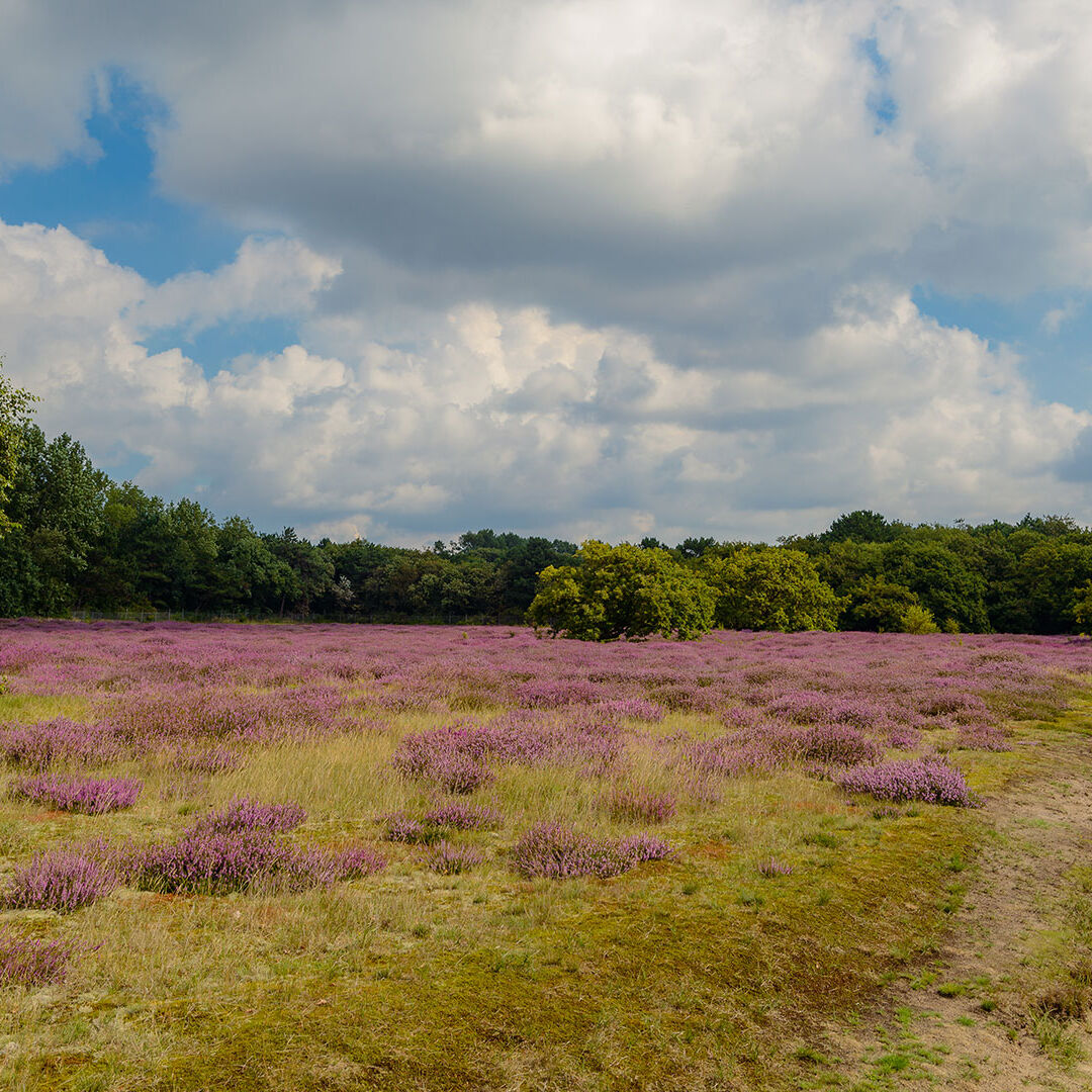 Dit zijn de mooiste wandelgebieden in het Westland | Bezoek Westland