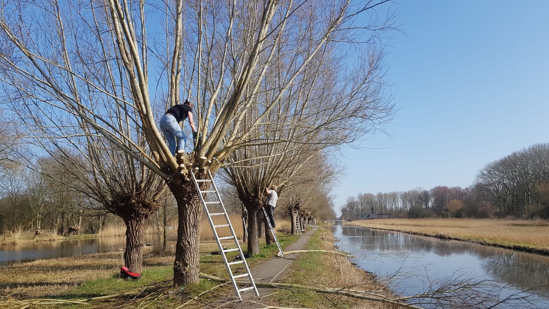 Wilgen knotten met Natuurlijk Westland KNNV | Bezoek Westland